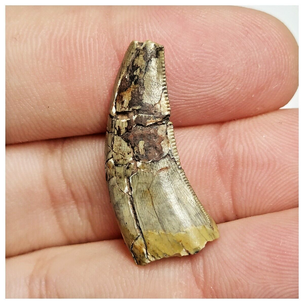 T165 - Rare Afrovenator abakensis Megalosaurid Dinosaur Tooth Jurassic ...