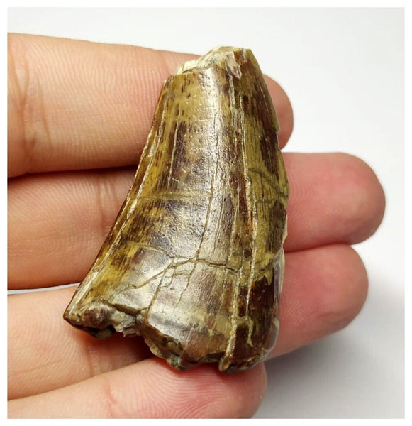 T8 - Top Rare Eocarcharia dinops Dinosaur Tooth - Cretaceous Elrhaz Fm ...