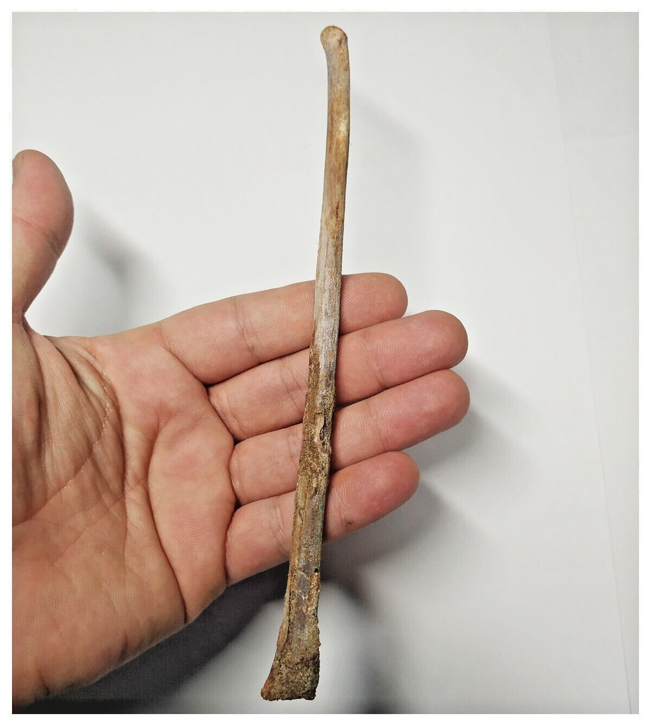 T257 - Rare 7.12 Inch Cretaceous Azhdarchid Pterosaur Wing Phalanx 3 B ...