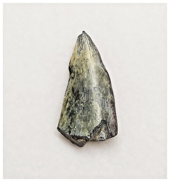 T175 - Kryptops palaios Abelisaurid Theropod Dinosaur Tooth Cretaceous ...